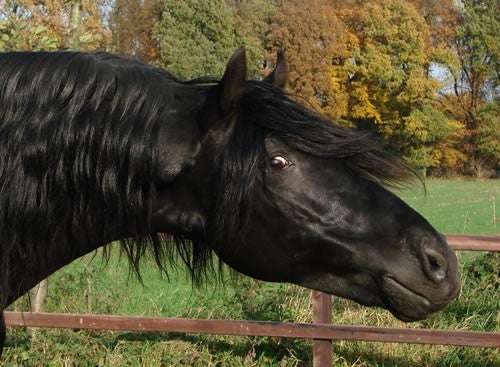 Menorcaanse Paard / Paardenrassen | Nederlandsepaardenblog