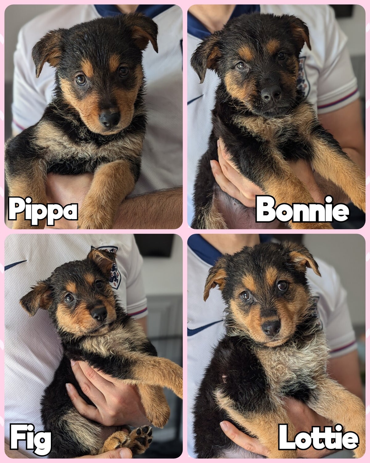 Our Dogs Needing Homes | Joey's Legacy Rescue and Rehoming