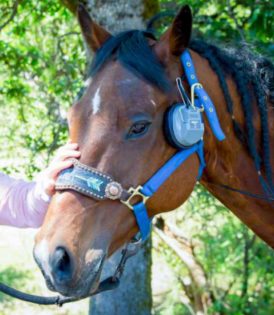 Add-On Oberon Pet Software / Biofeedback Systems Purchase Page / Biofeedback Explained | Enter ...