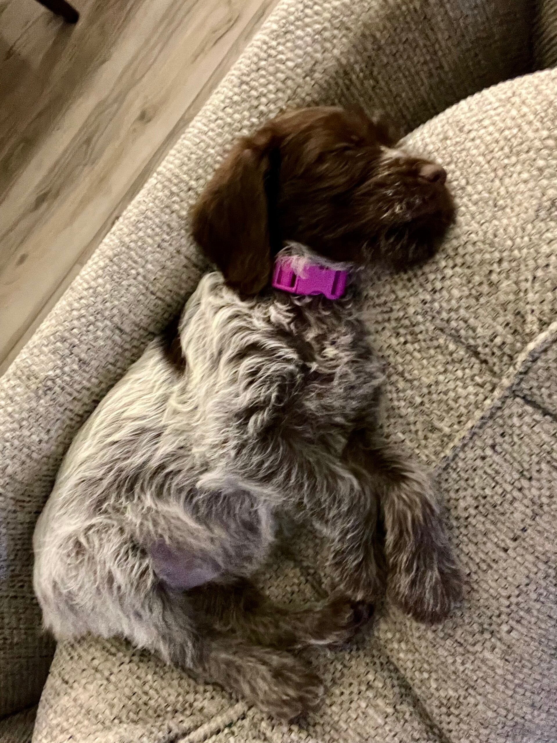 Gallery & Testimonials | Anderson K9 Kennels