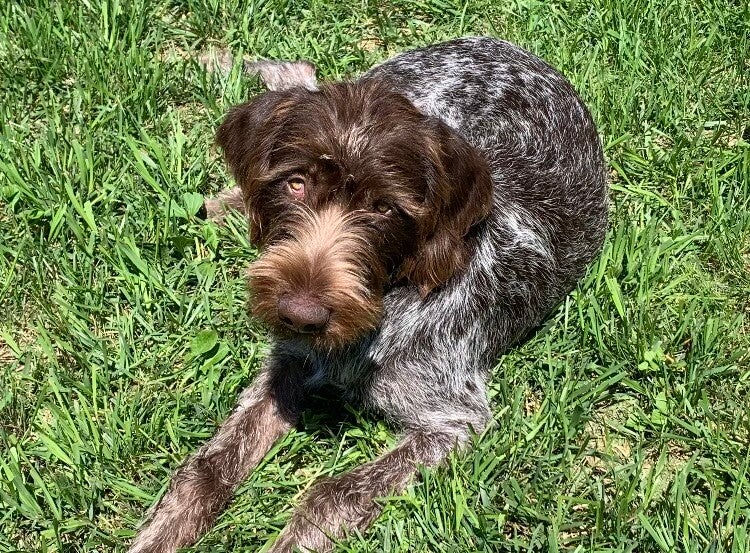 Gallery & Testimonials | Anderson K9 Kennels