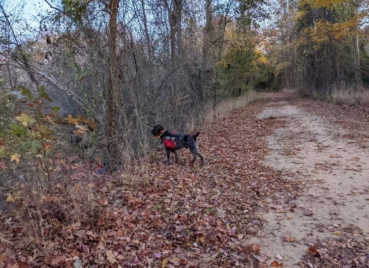 Gallery & Testimonials | Anderson K9 Kennels