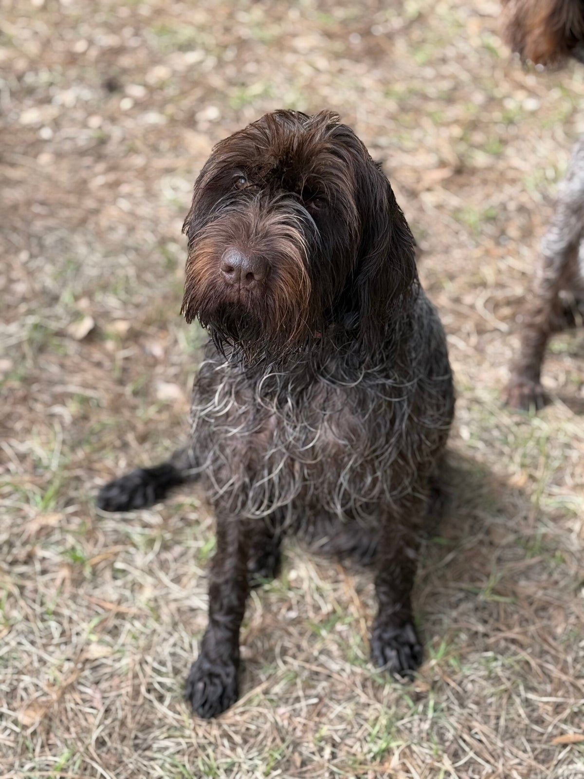 Anderson K9 Kennels