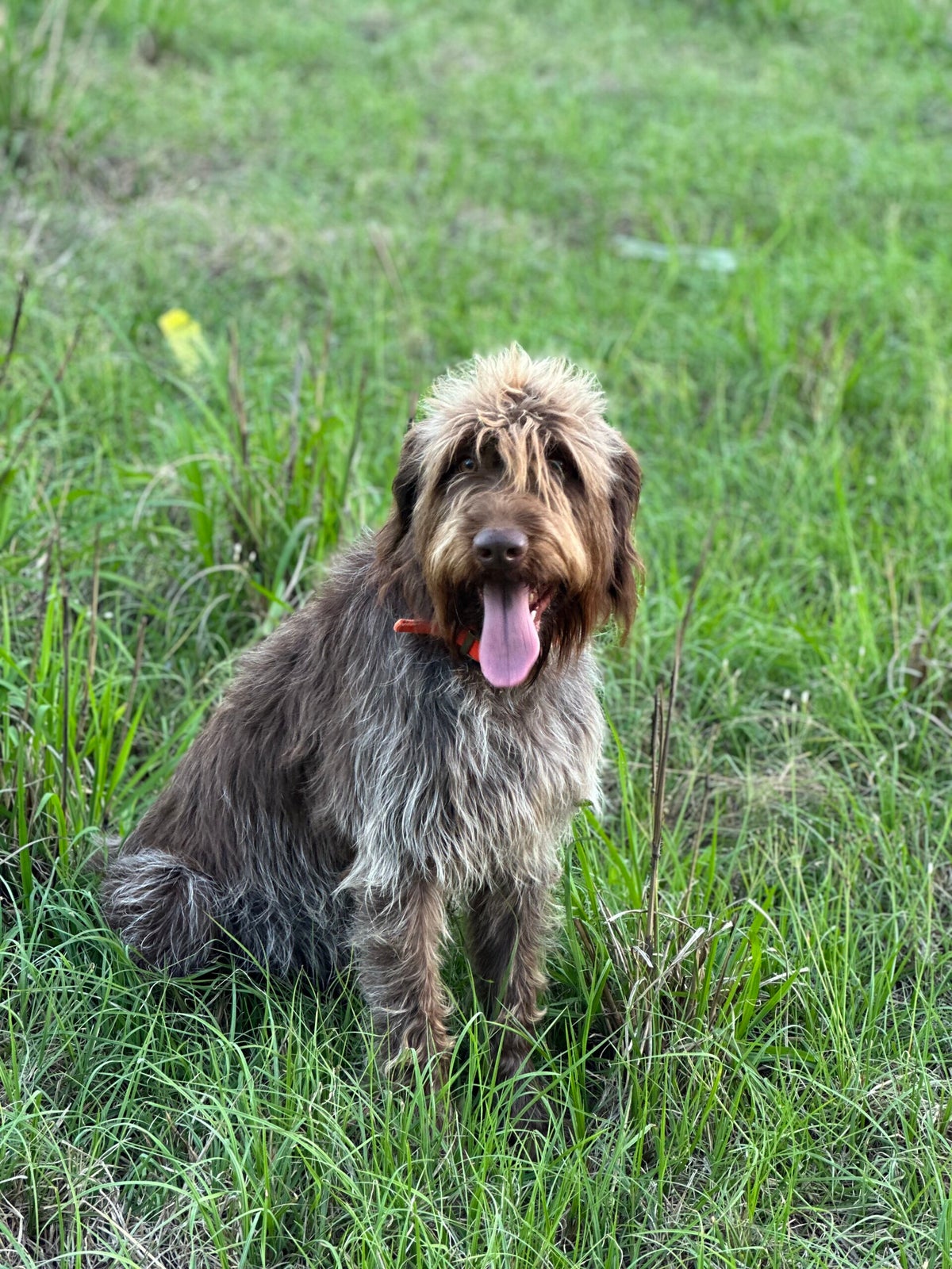 Anderson K9 Kennels