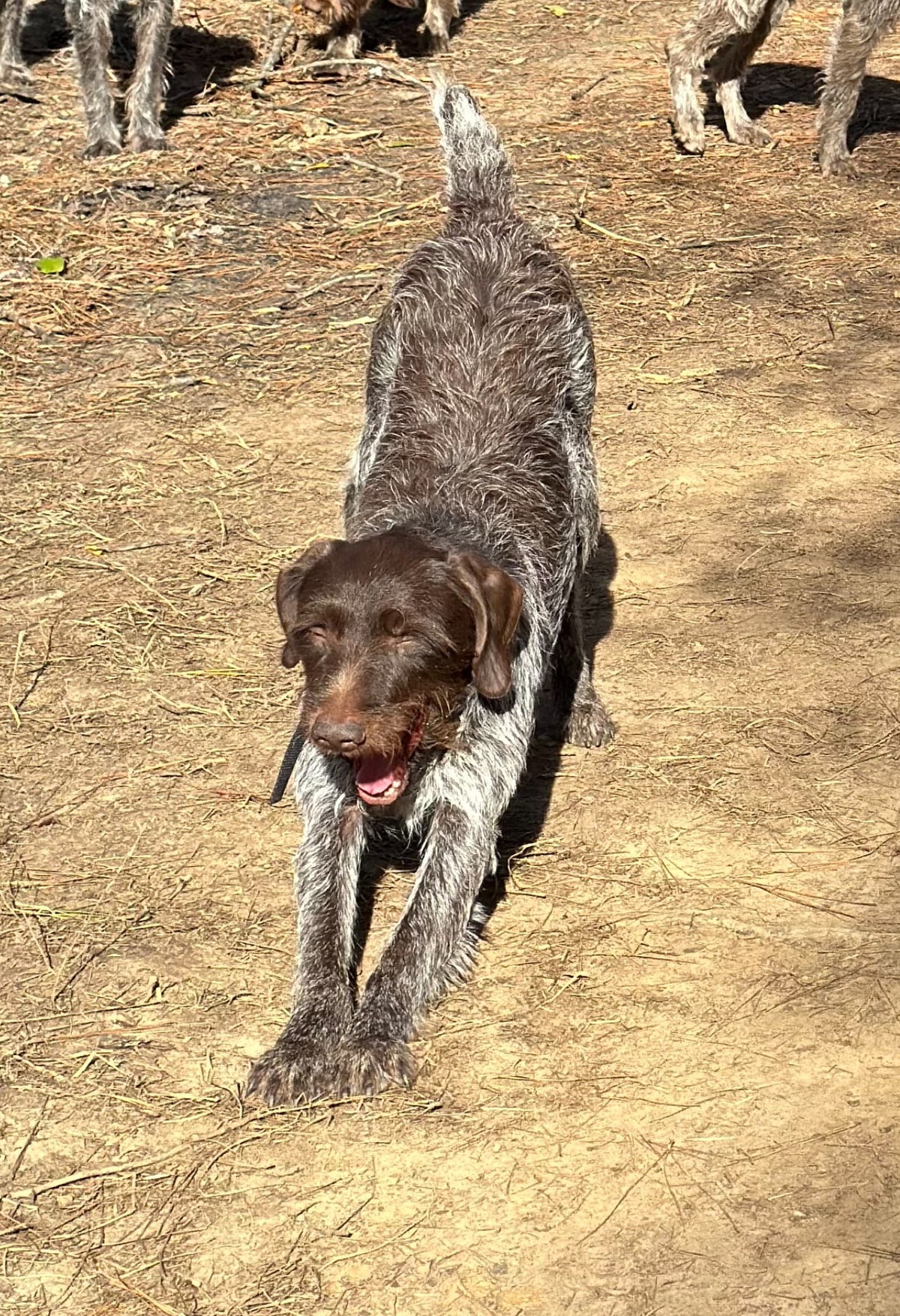 Anderson K9 Kennels