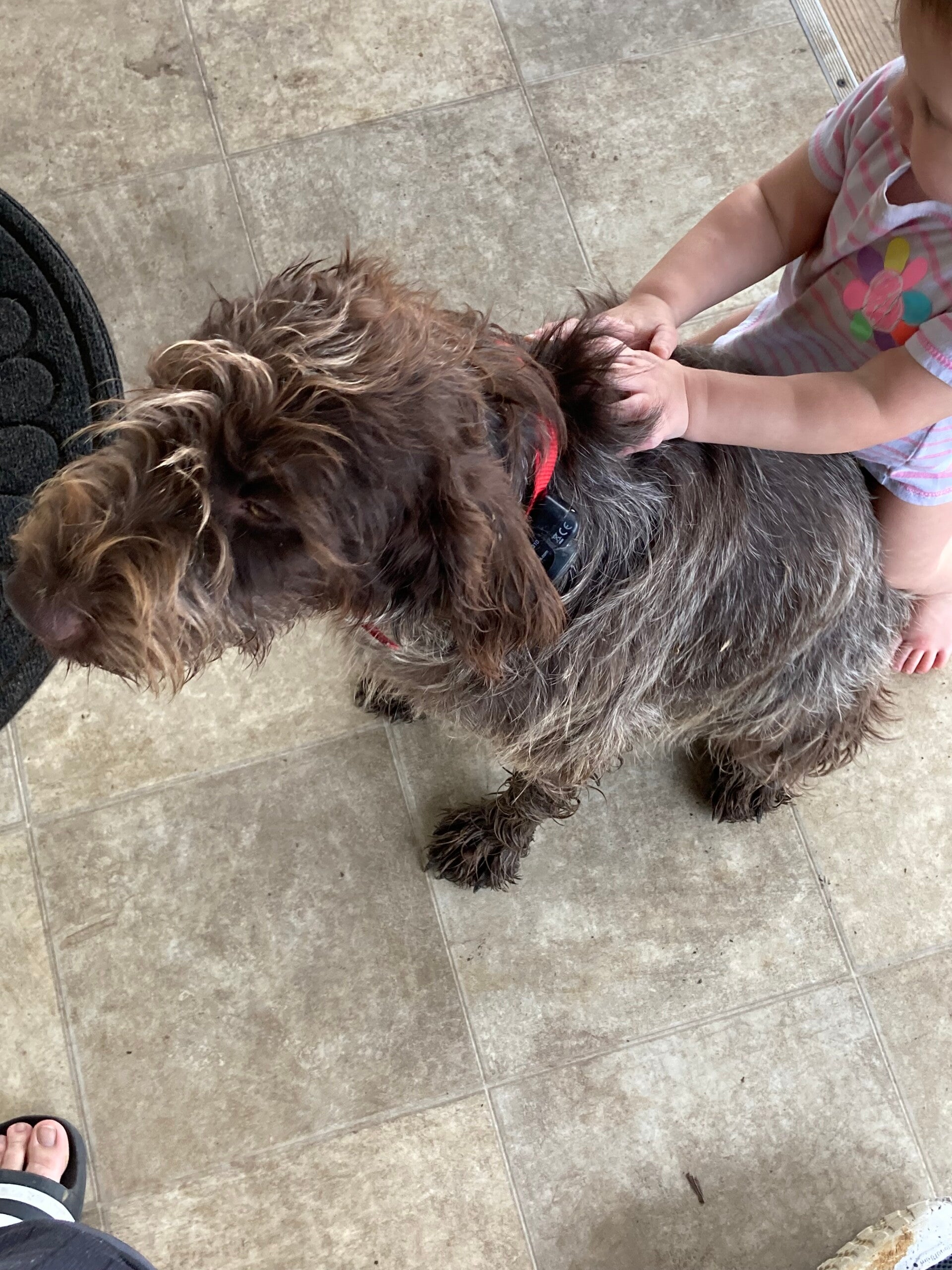 Gallery & Testimonials | Anderson K9 Kennels