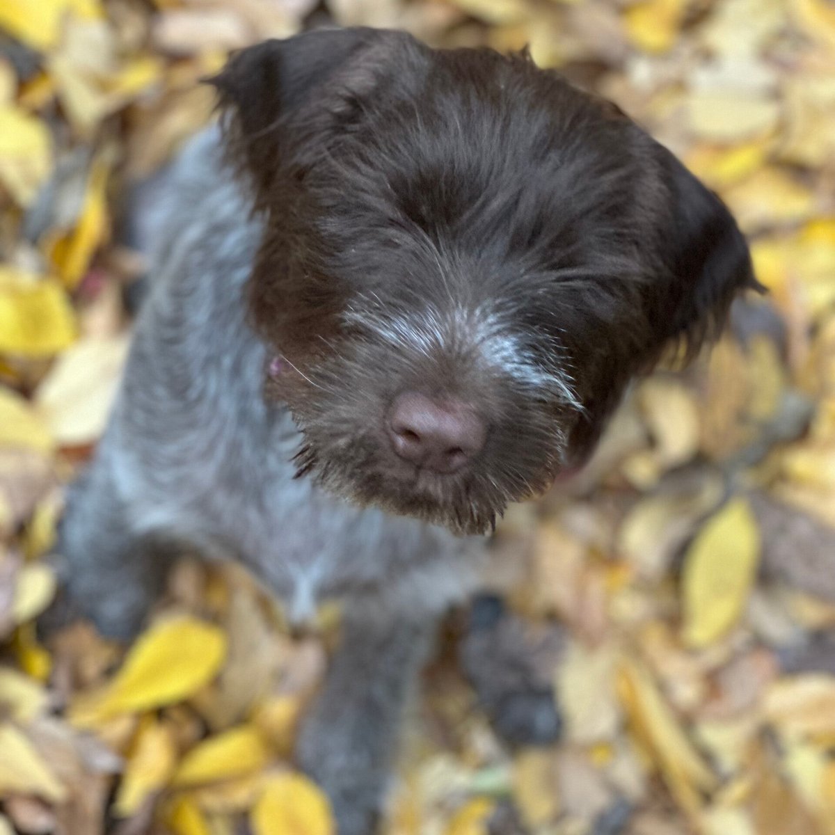 Gallery & Testimonials | Anderson K9 Kennels