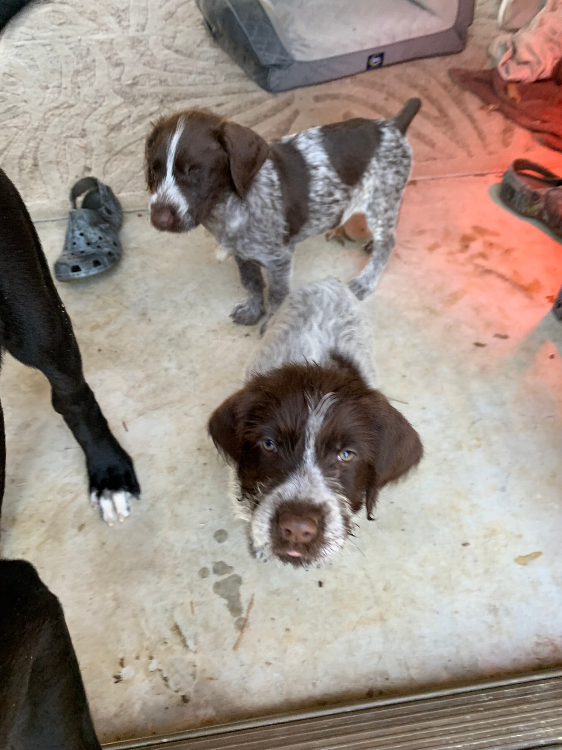 Gallery & Testimonials | Anderson K9 Kennels