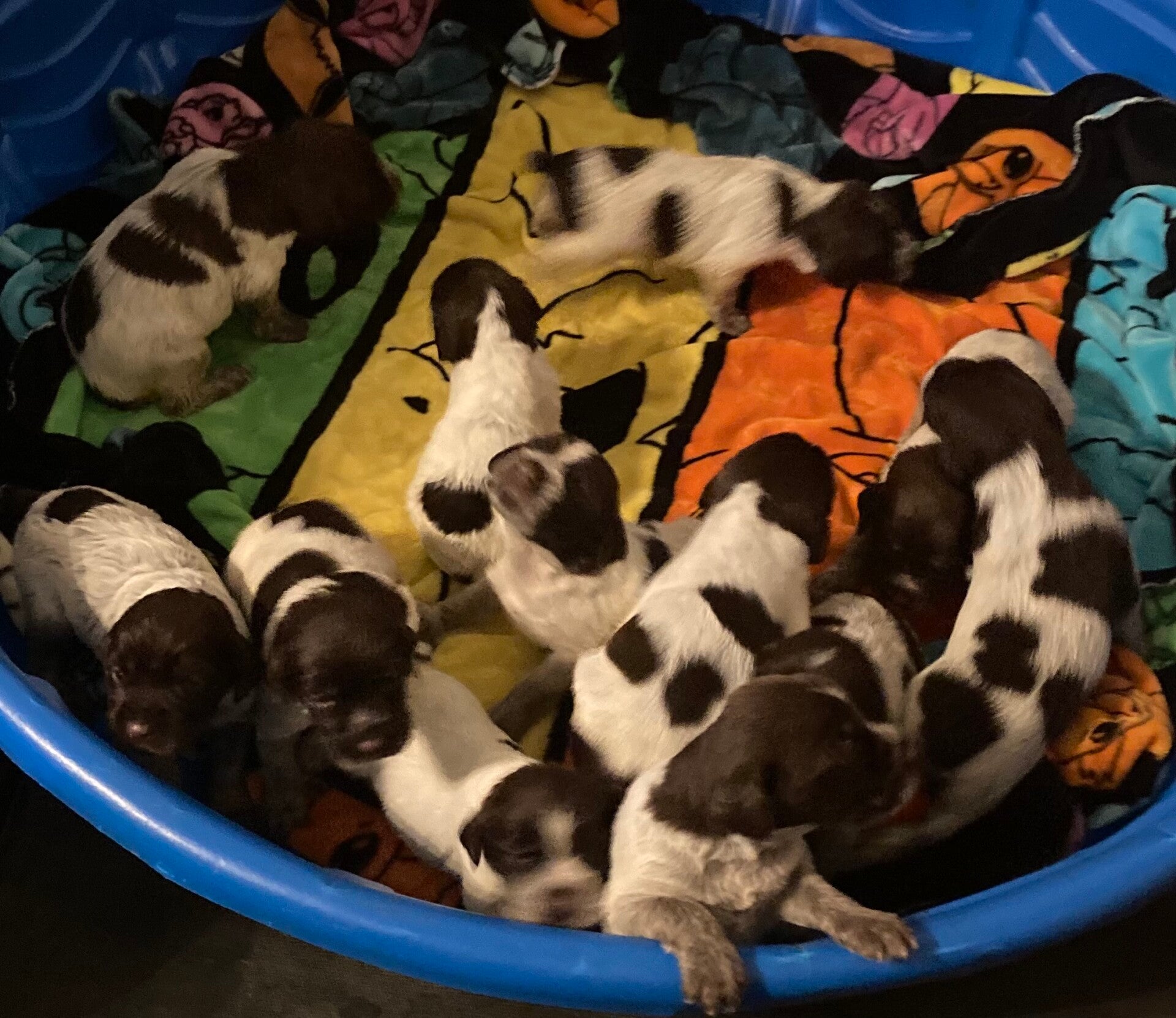 Gallery & Testimonials | Anderson K9 Kennels