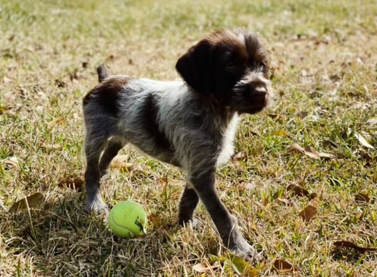 Gallery & Testimonials | Anderson K9 Kennels