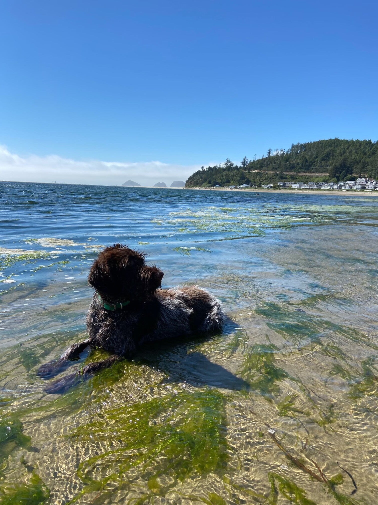 Gallery & Testimonials | Anderson K9 Kennels