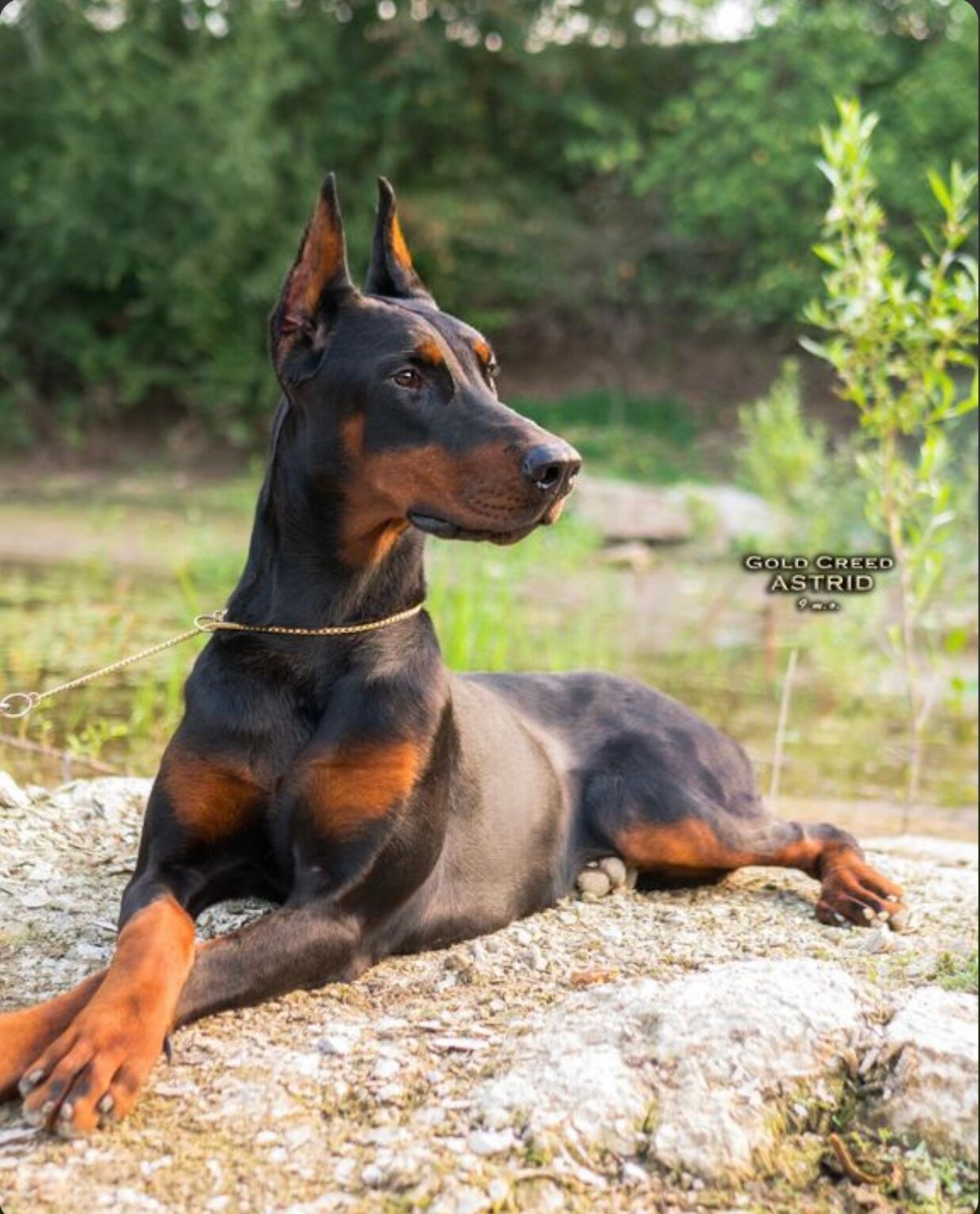 Dobermans of Georgia