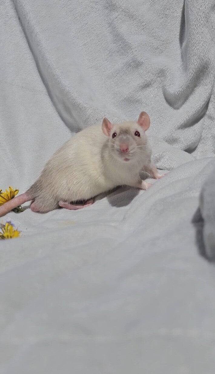 M&J Rattery