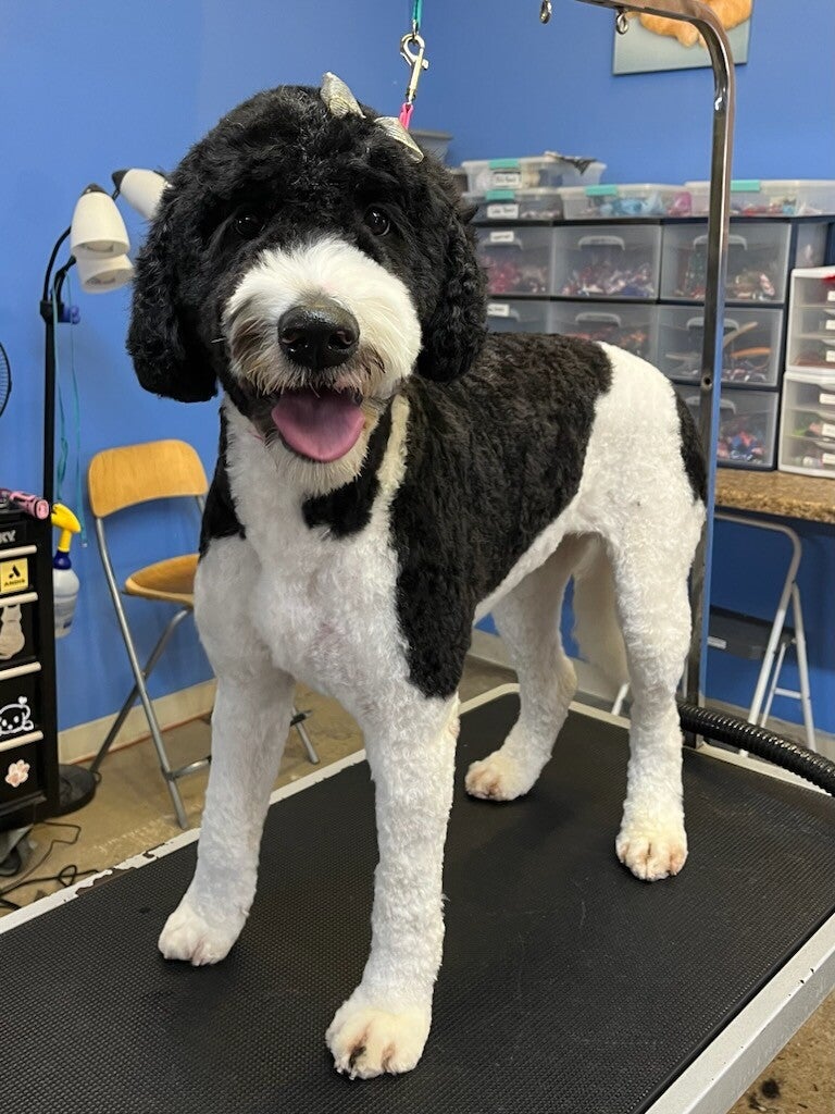 Tails R Waggin Pet Salon