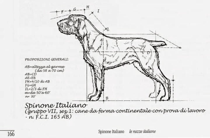 SPINONE RASSTANDAARD NL / SPINONE ITALIAANSE OPVATTING | spearfield