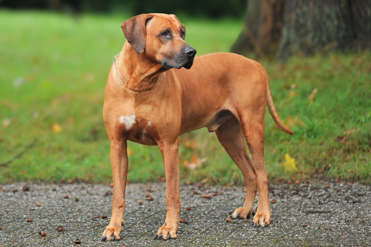 Buddy / Onze honden | van de Borgerhoeve Rhodesian ridgeback kennel