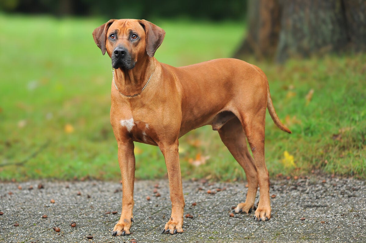 Buddy / Onze honden | van de Borgerhoeve Rhodesian ridgeback kennel