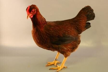 über mich | Welsumer und Zwergwelsumer