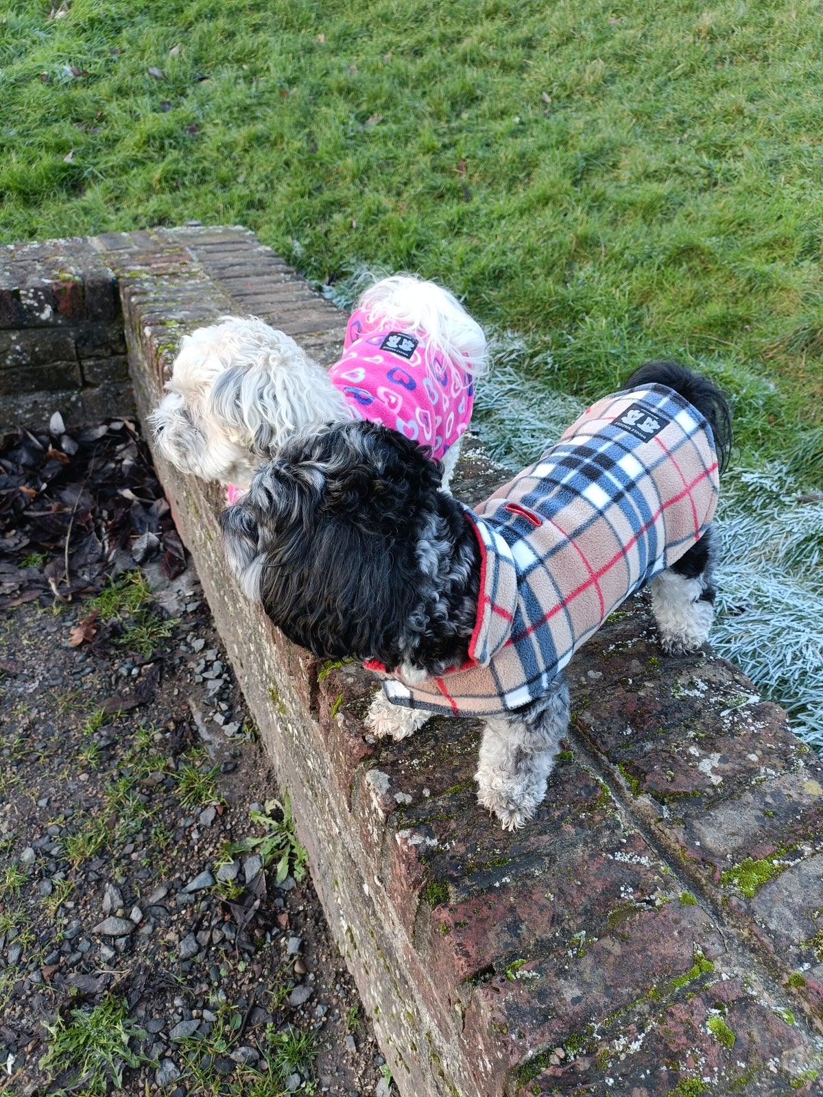 Wiggle Waggle Pawture