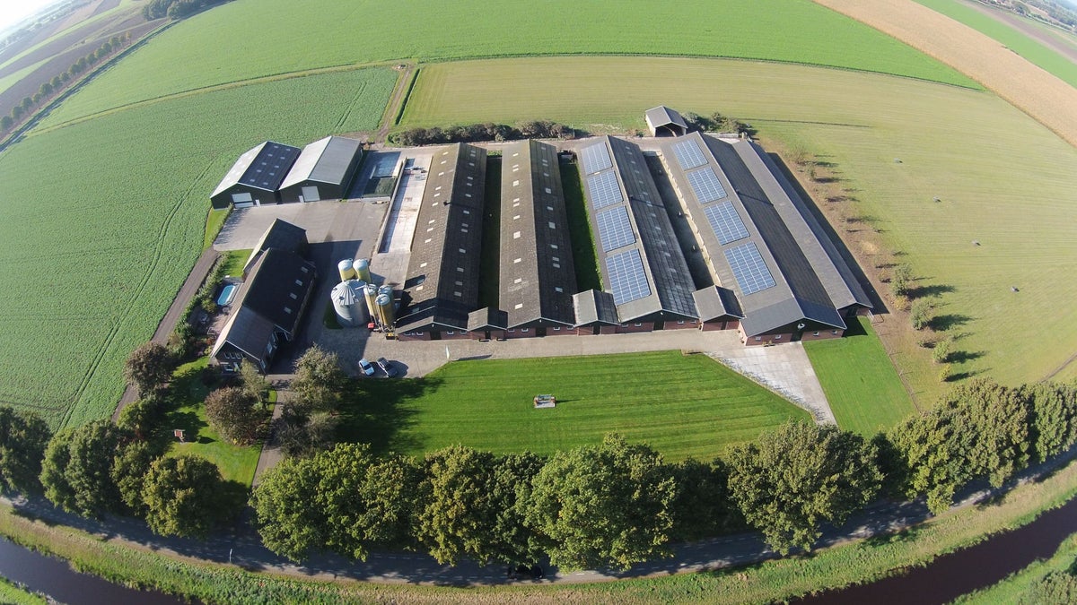 Kippen | Bouwhuisagro.nl