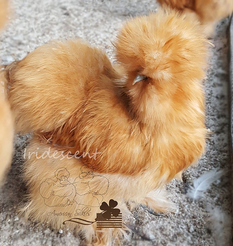 Buff Silkies | Iridescent