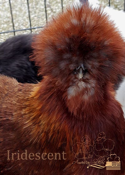 Red Silkies | Iridescent
