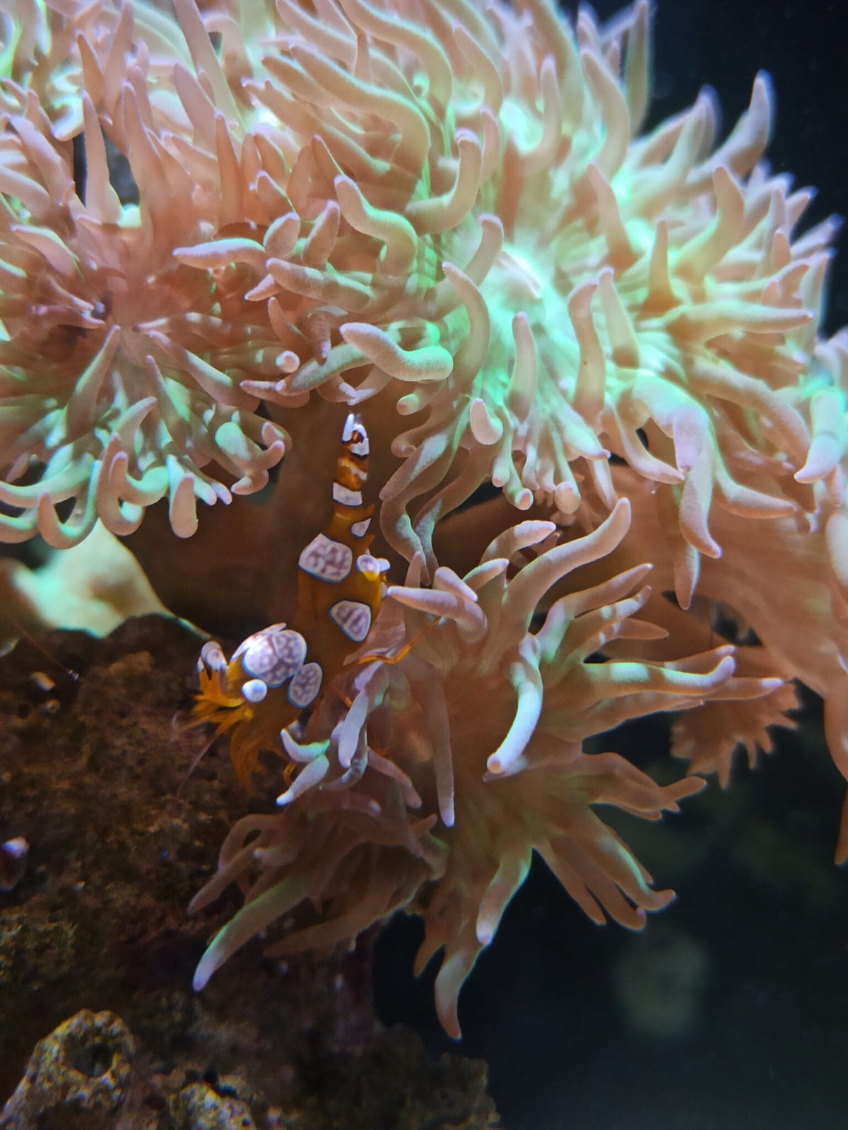 Onze missie | C-Corals