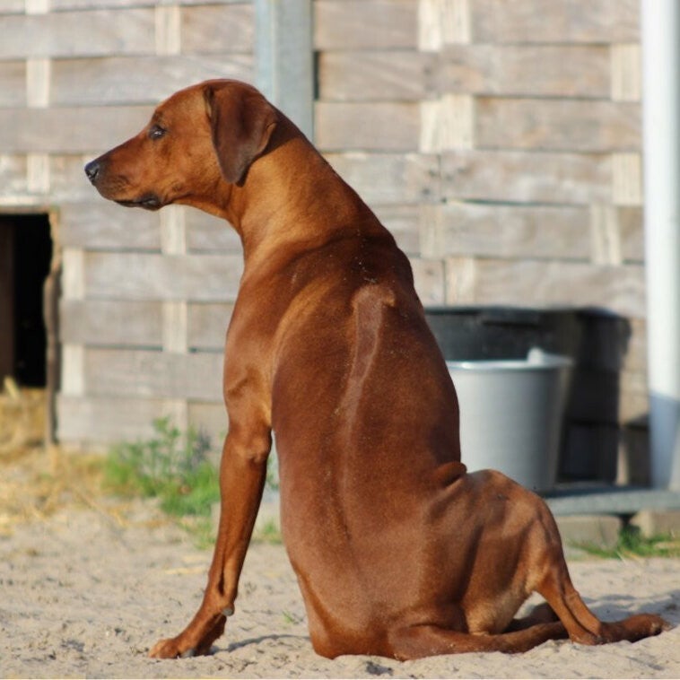 Jazz / Onze honden | Kluck's Castle Rhodesian ridgeback kennel