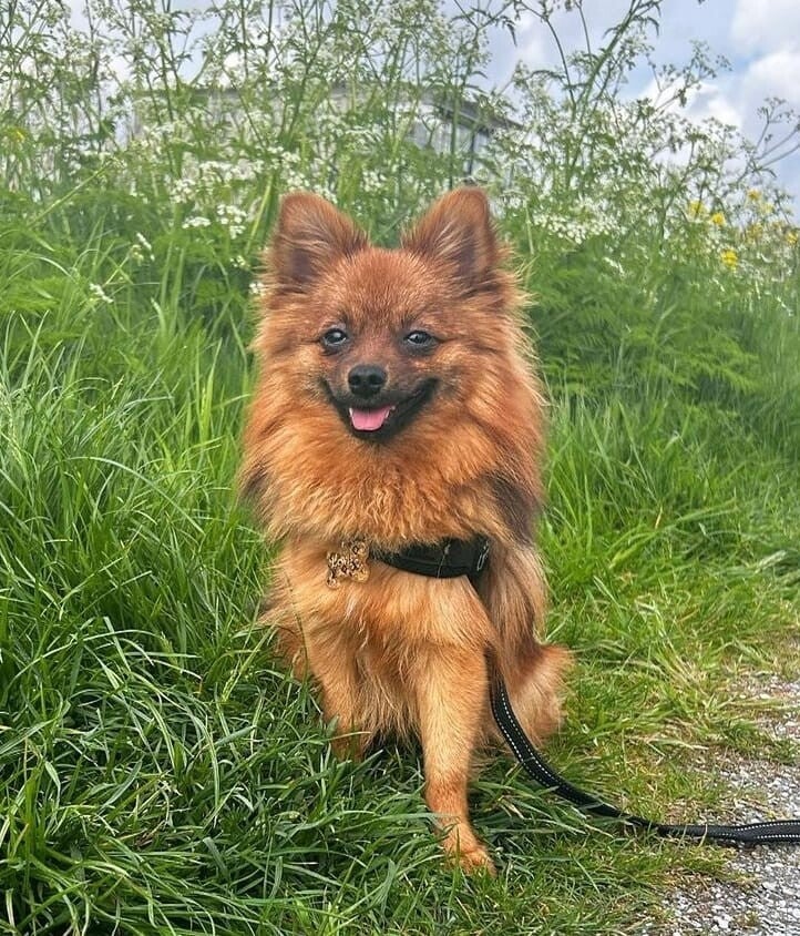 Modellen | Feath Pets