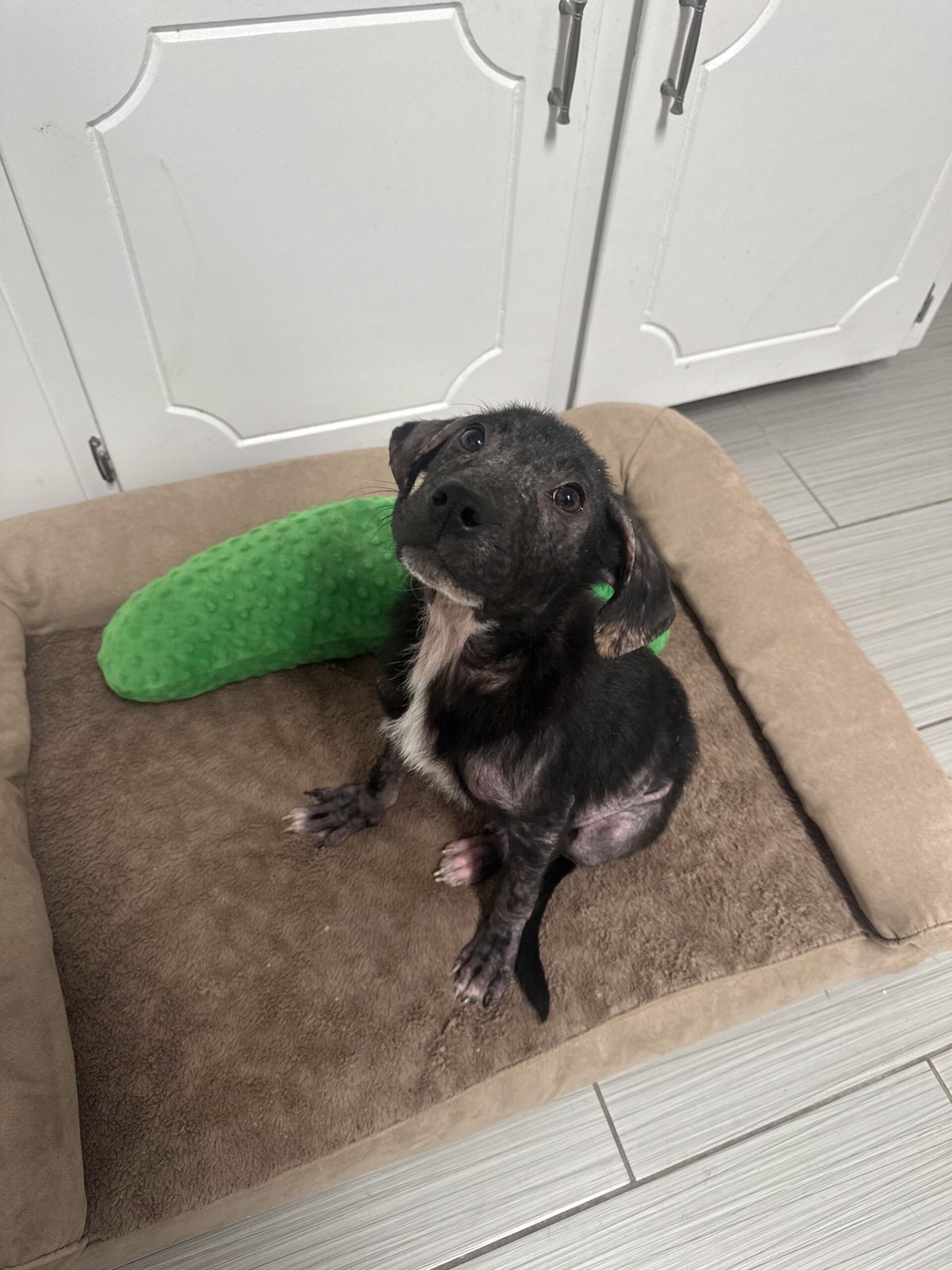 Blog | Scotland County Humane Society