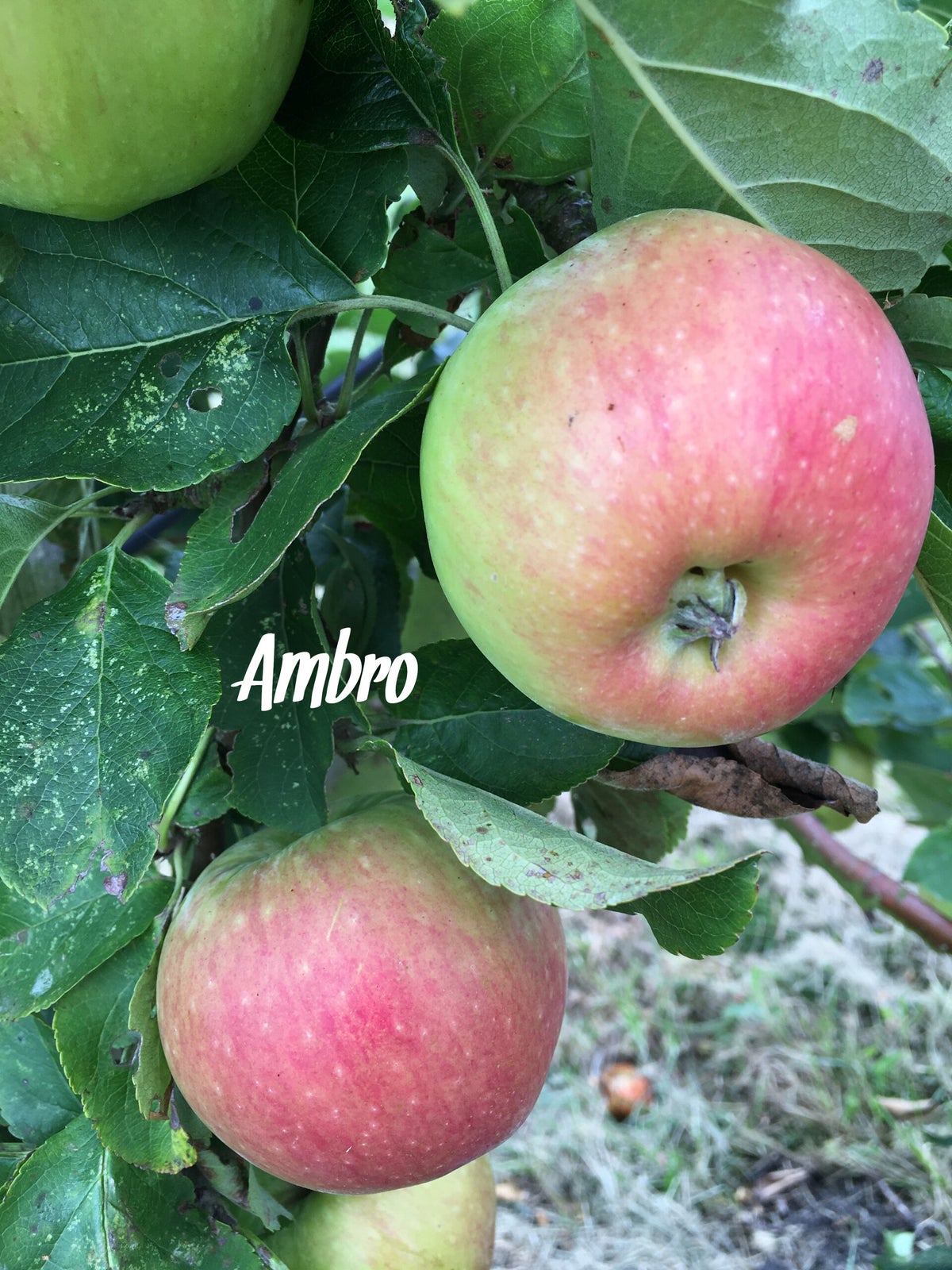 Ambro | Fruit yn Fryslan