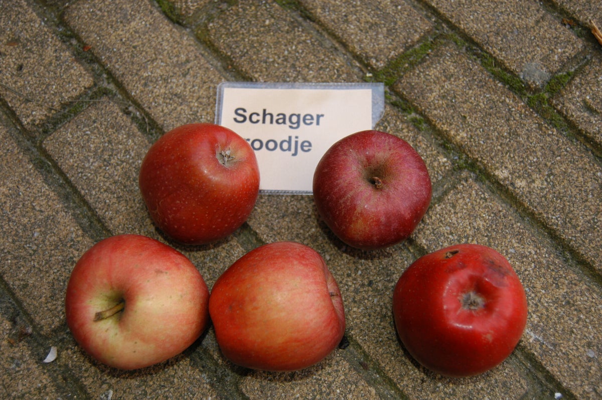 Nederlandse appelrassen 2 | Fruit yn Fryslan