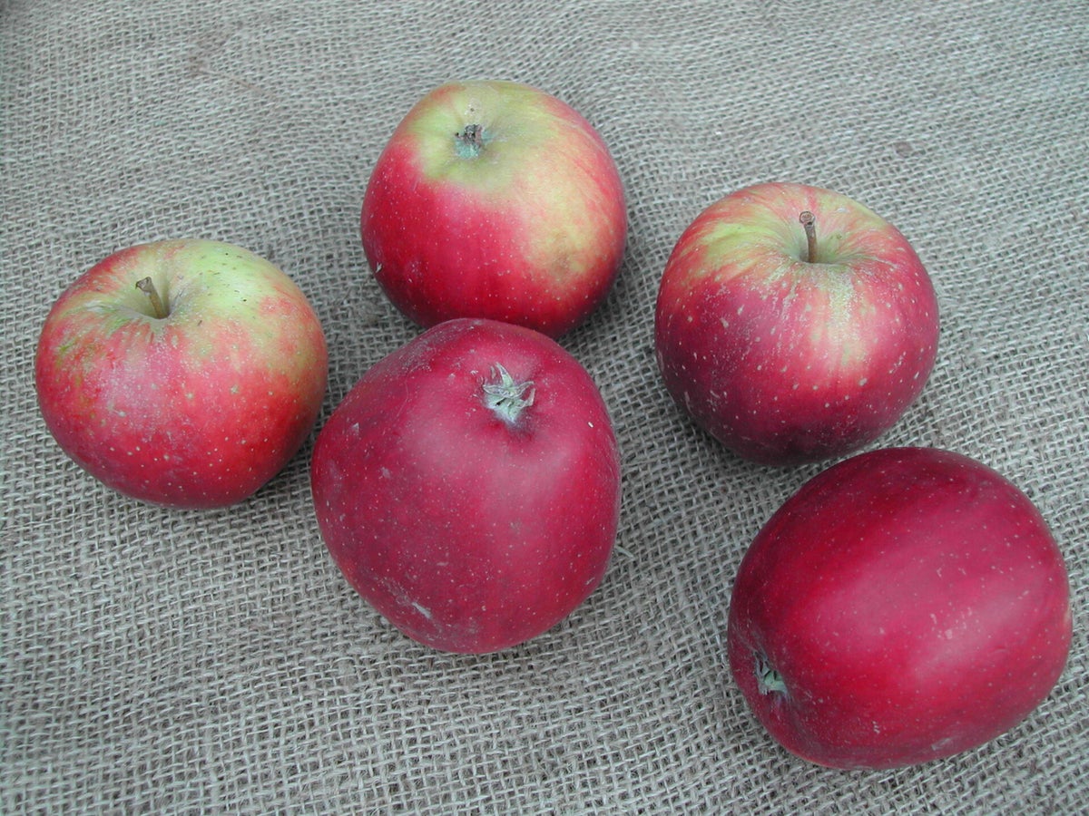 Nederlandse Appelrassen | Fruit yn Fryslan