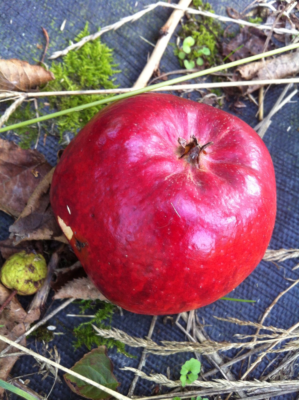 Nederlandse Appelrassen | Fruit yn Fryslan
