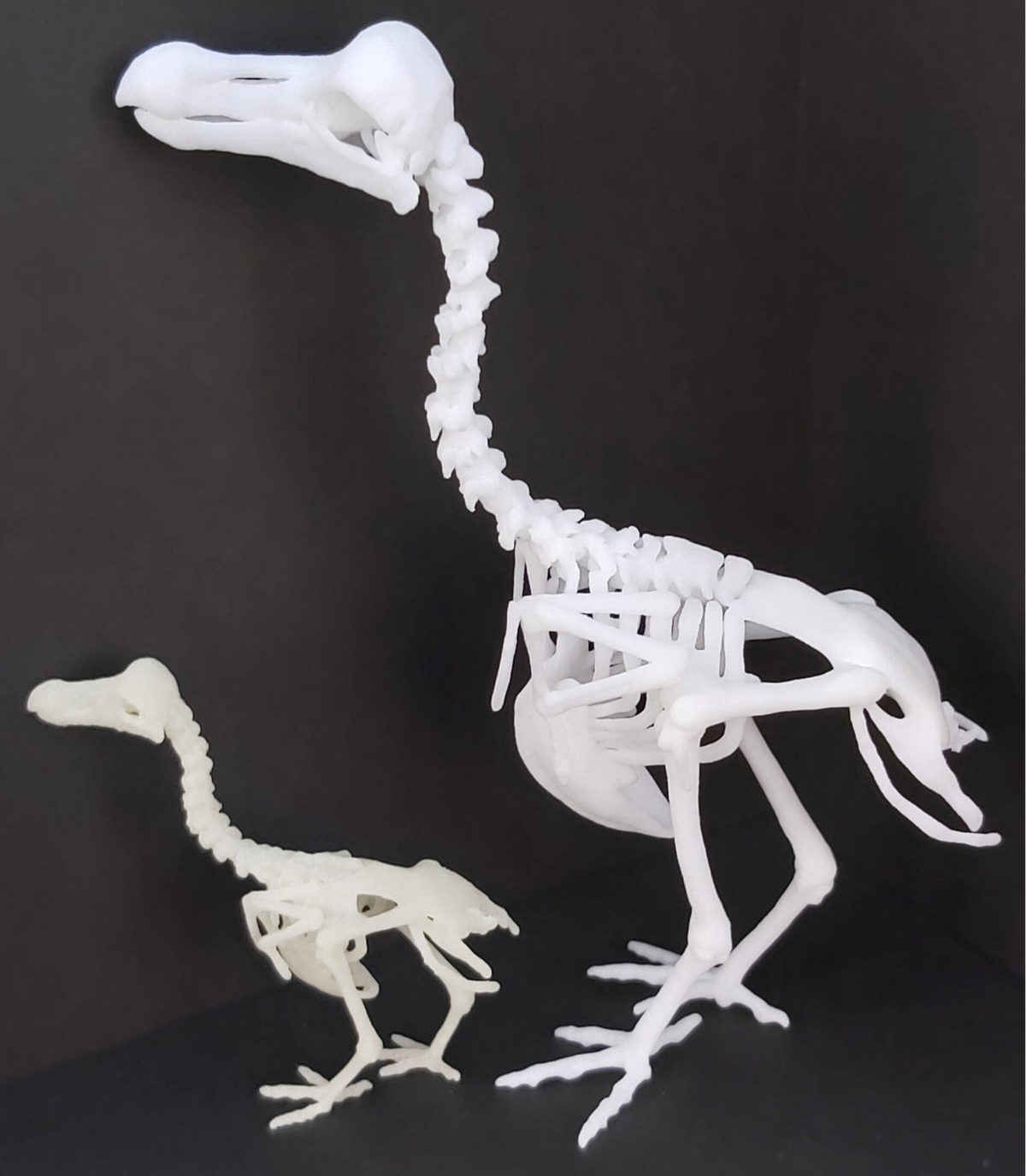 3D Printed Dodo Skeleton - 150 mm Tall in Perspex Case | Gothic Dodo