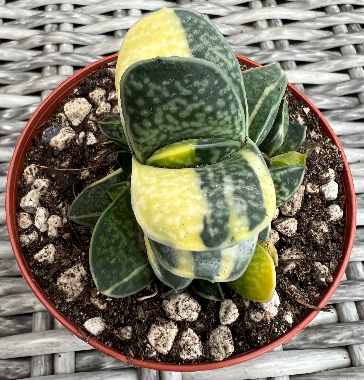 Gasteria Carinata Verrucosa Variegata | Rheingold Exotics