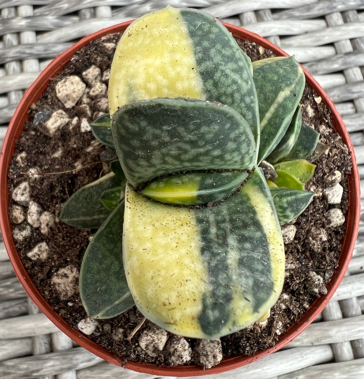 Gasteria Carinata Verrucosa Variegata | Rheingold Exotics