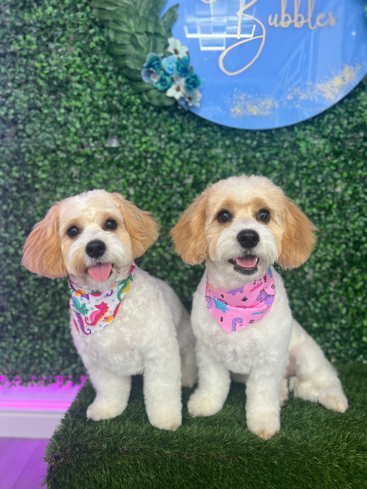 Deluxe Full Groom | Barksandbubblesskelmersdale.com