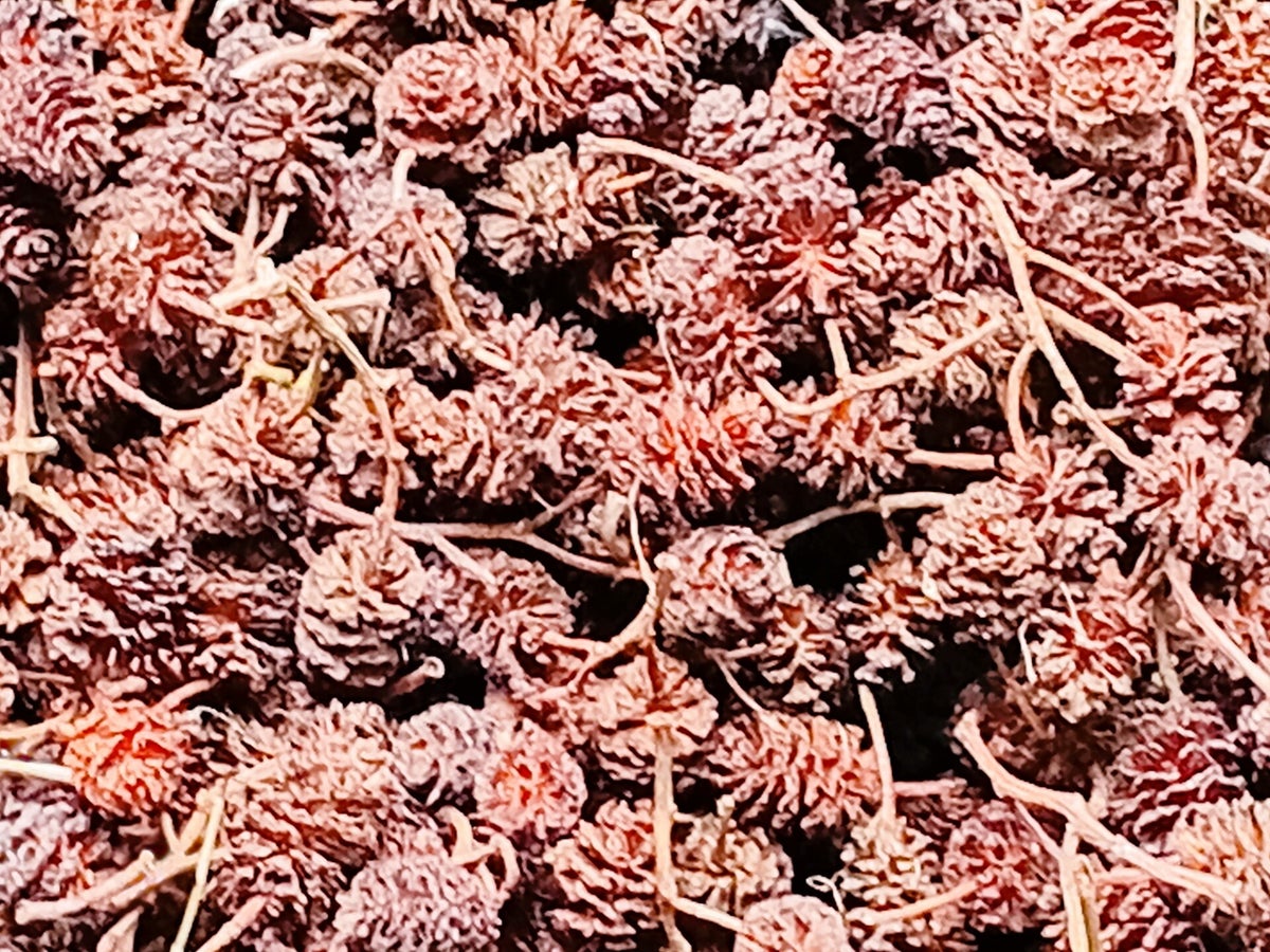 ALDER TREE CONES | Folly Flora