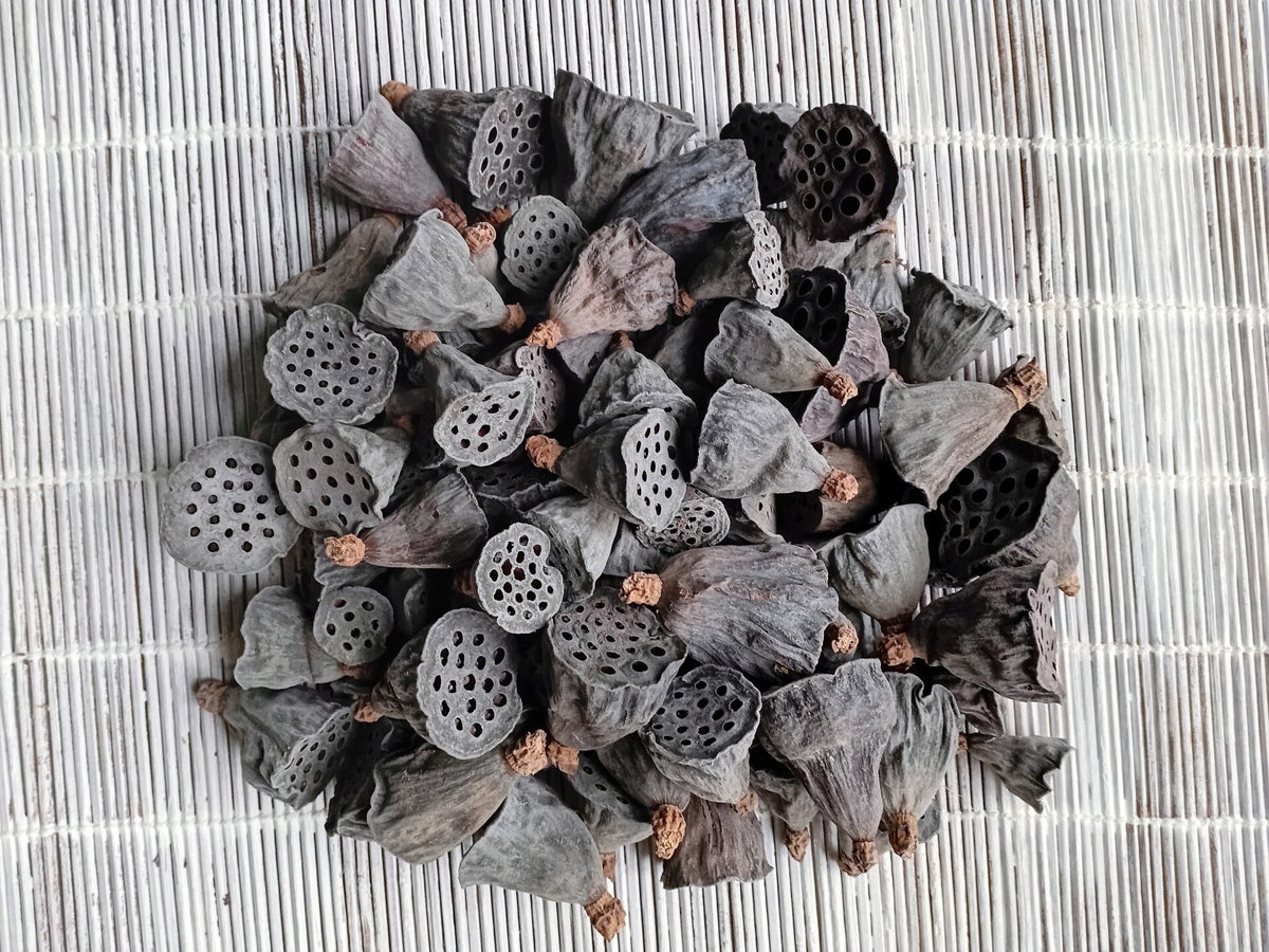SMALL LOTUS FLOWER SEED PODS | Folly Flora