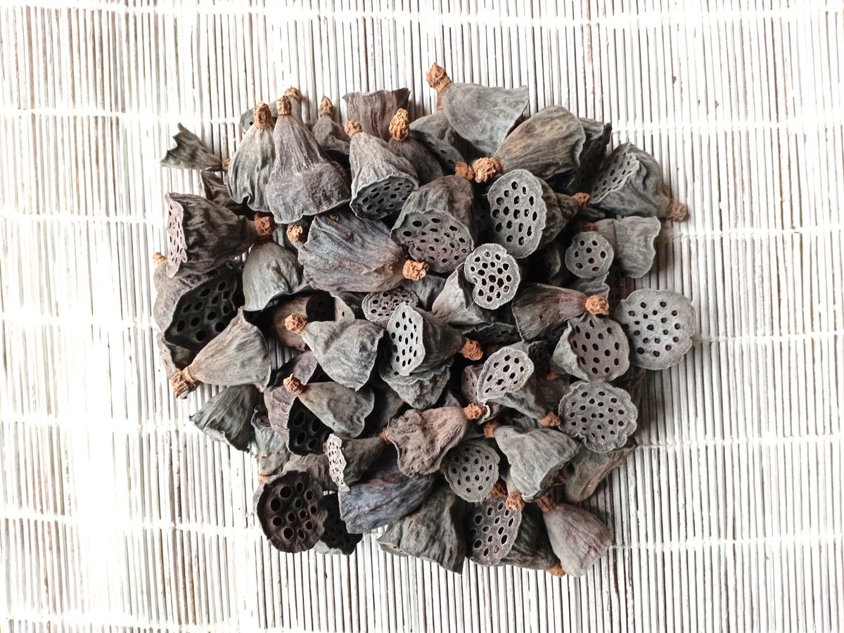 SMALL LOTUS FLOWER SEED PODS | Folly Flora