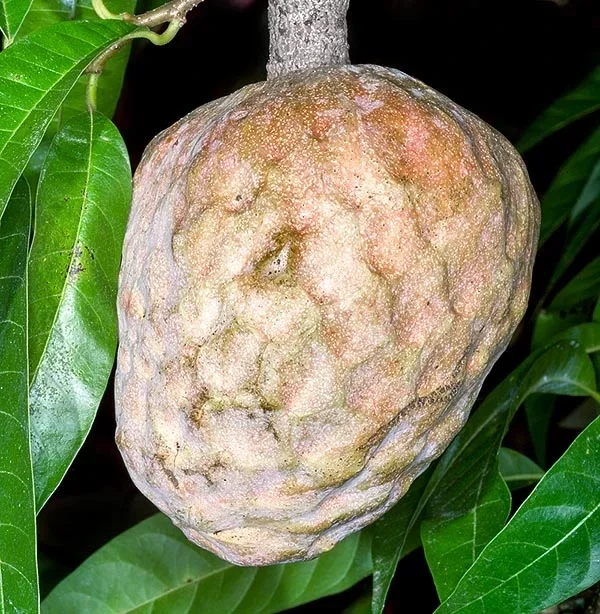 Annona reticulata, bullock's heart, custard apple, sweetsop, Jamaica ...
