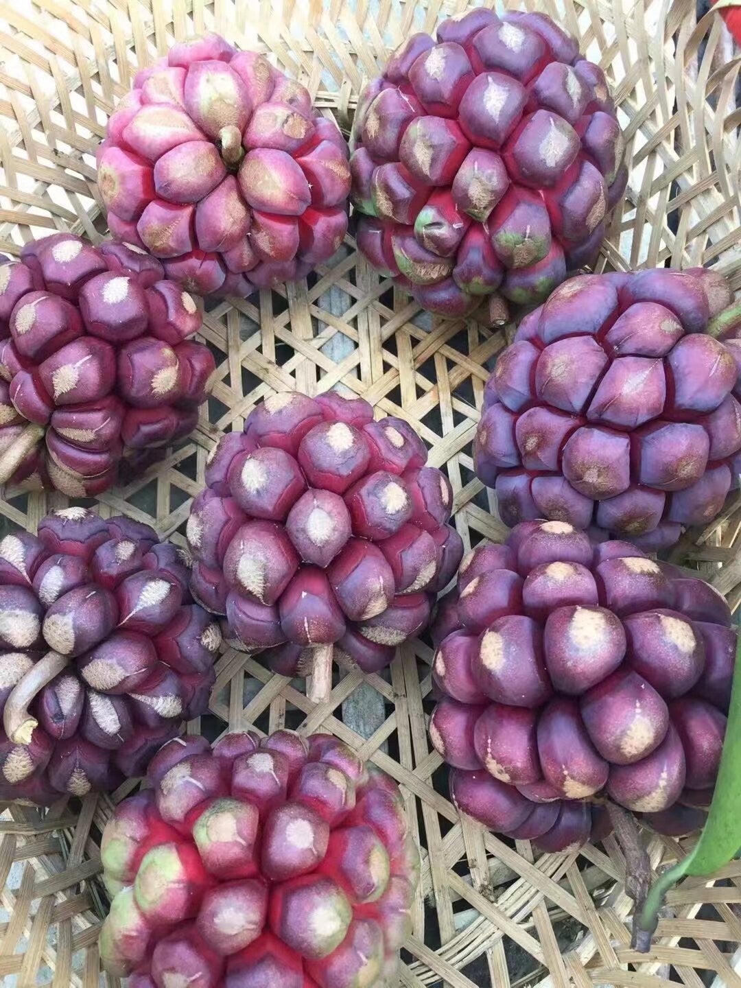 Kadsura coccinea PURPLE, Hei Lao Hu, Rare Chinese Fruit, 10-100 fresh ...