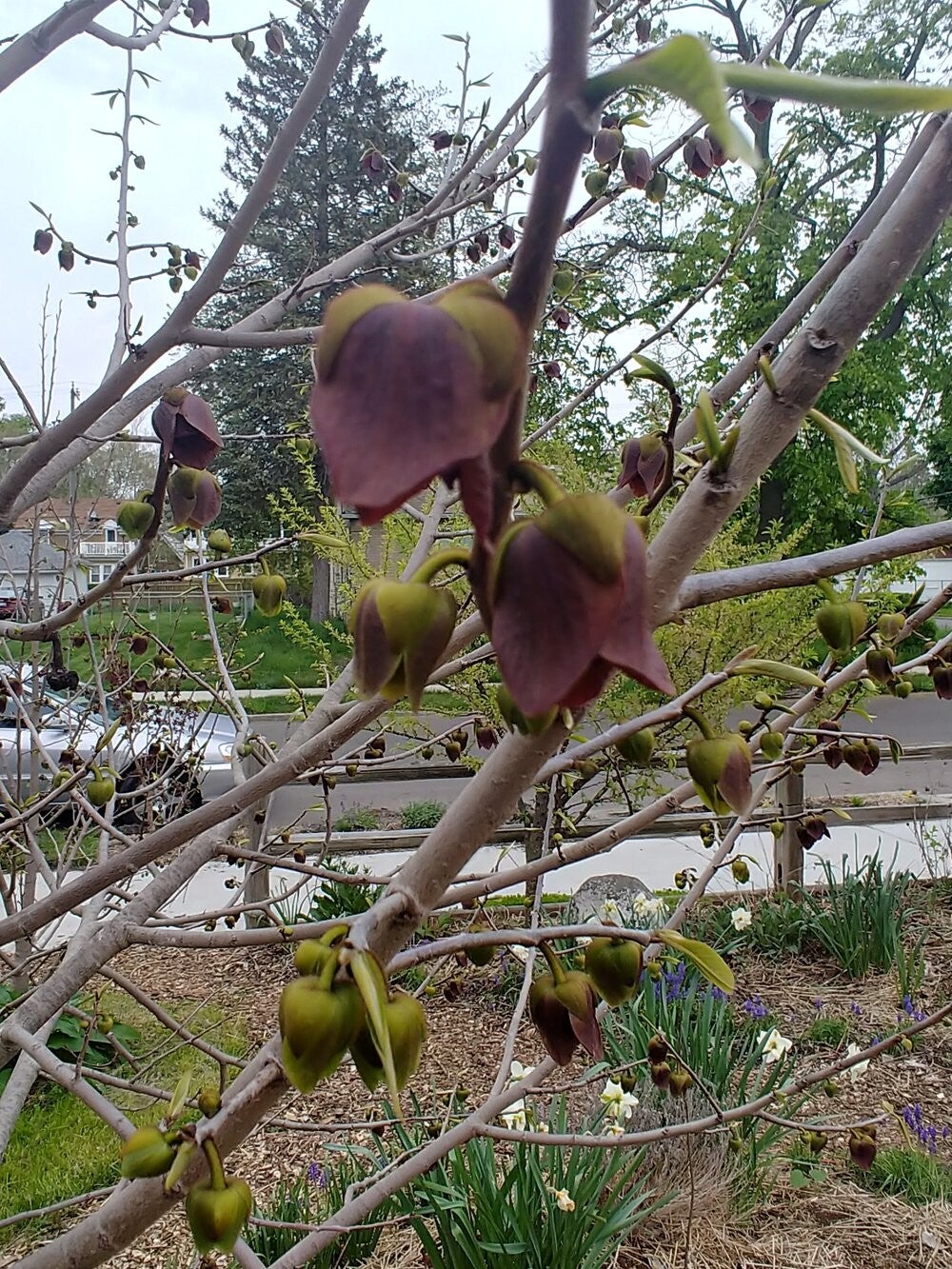Asimina triloba, Paw Paw, USDA hardiness 5-8 (-25C), Tropical looking ...