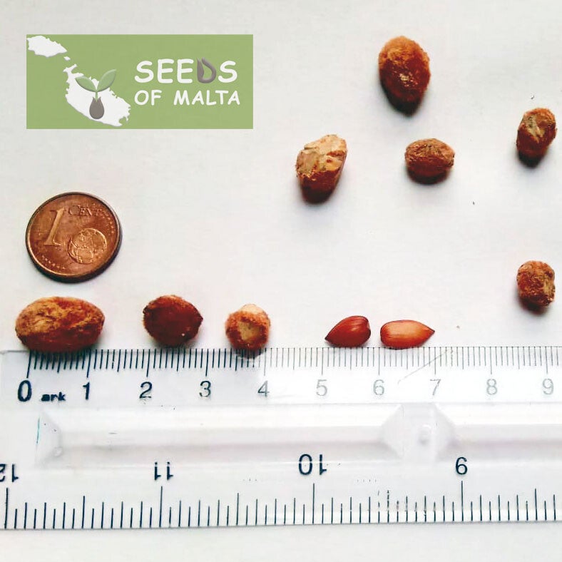 Morella Rubra, Myrica Rubra, Chinese Bayberry, Yang Mei, Yumberry ...