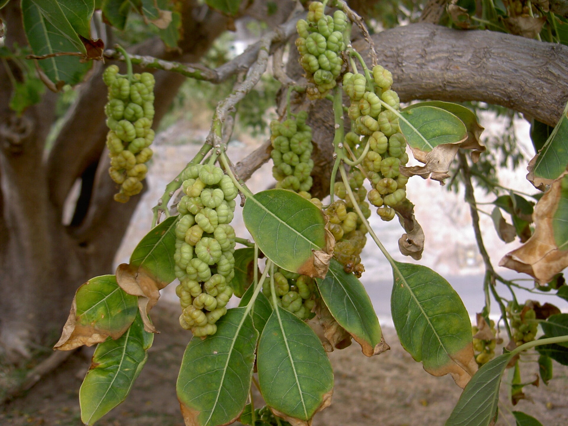 Phytolacca dioica, Ombu, Bella sombra, Elephant Tree, Bella Umbra, 20 ...