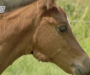 Droes / Luchtwegen | Ziekteleer Paard
