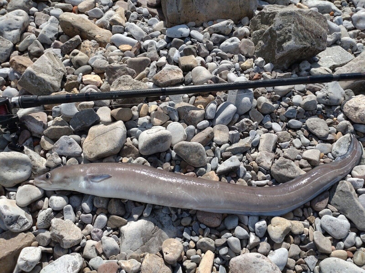 Dingle Dongle Power Rig - 5 rig packs | SEASWEST