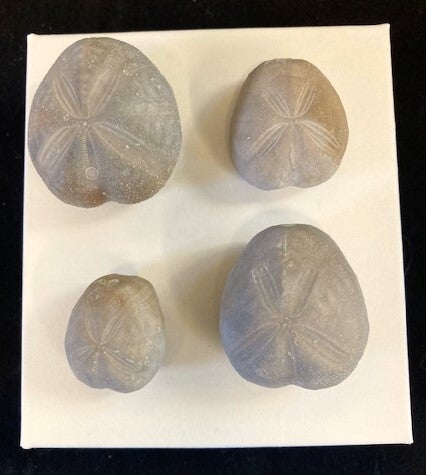 Cretaceous Echinoids | Fossilfactory