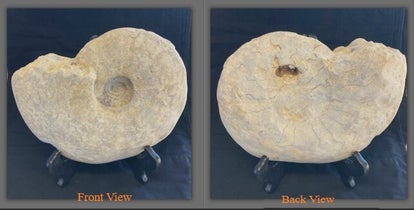 Eopachydiscus Ammonites | Fossilfactory
